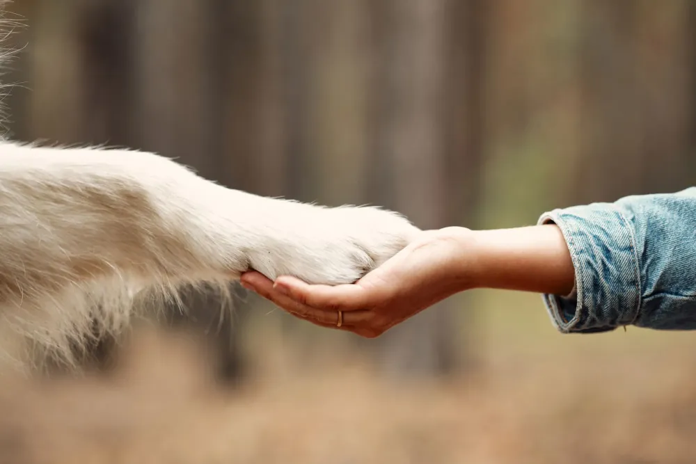 Formation premiers secours chiens et chats HDF - ATP Formation