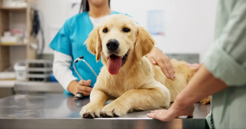 Formation premiers secours chiens et chats HDF - ATP Formation